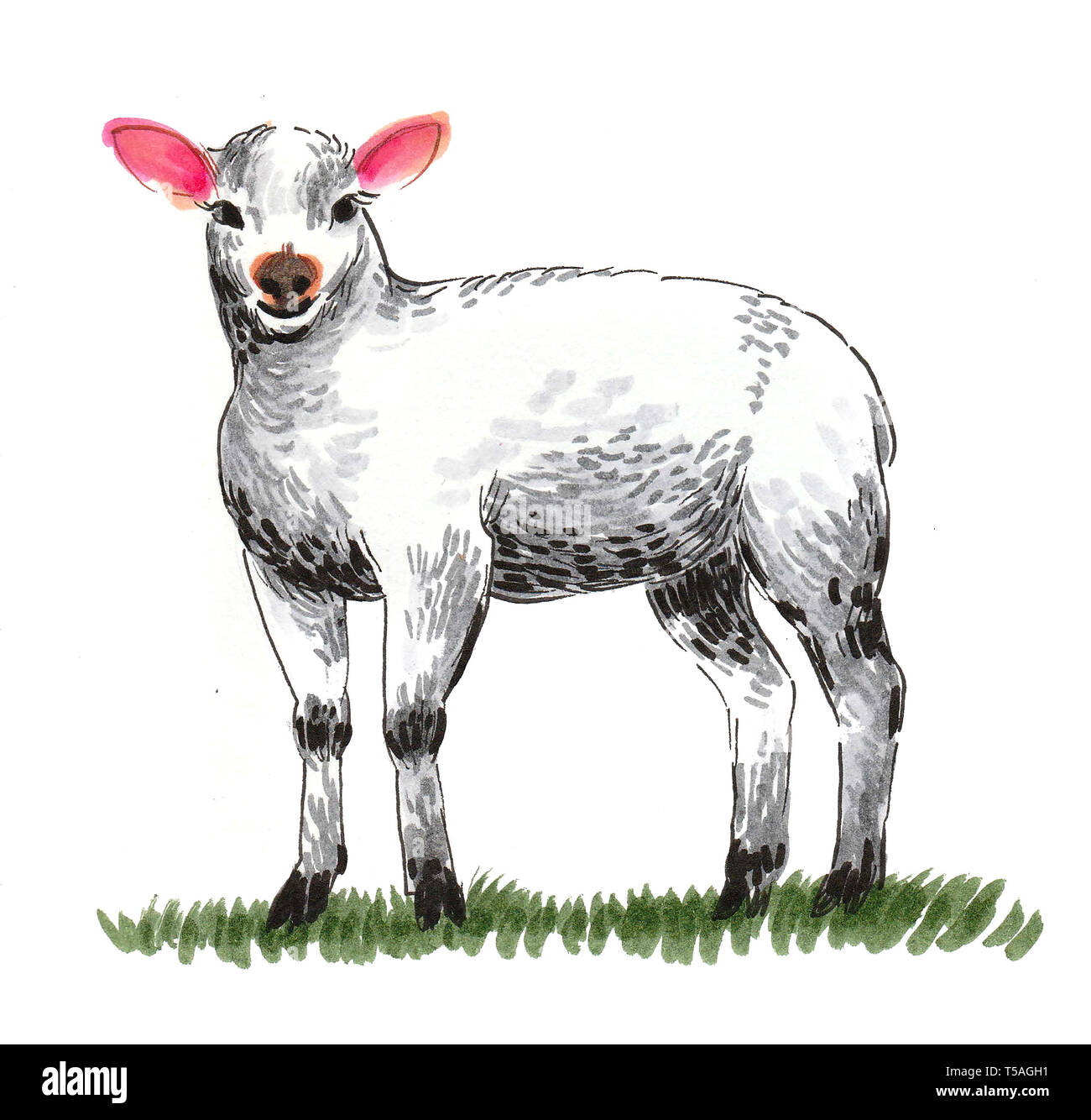 Realistic Baby Lamb Drawing