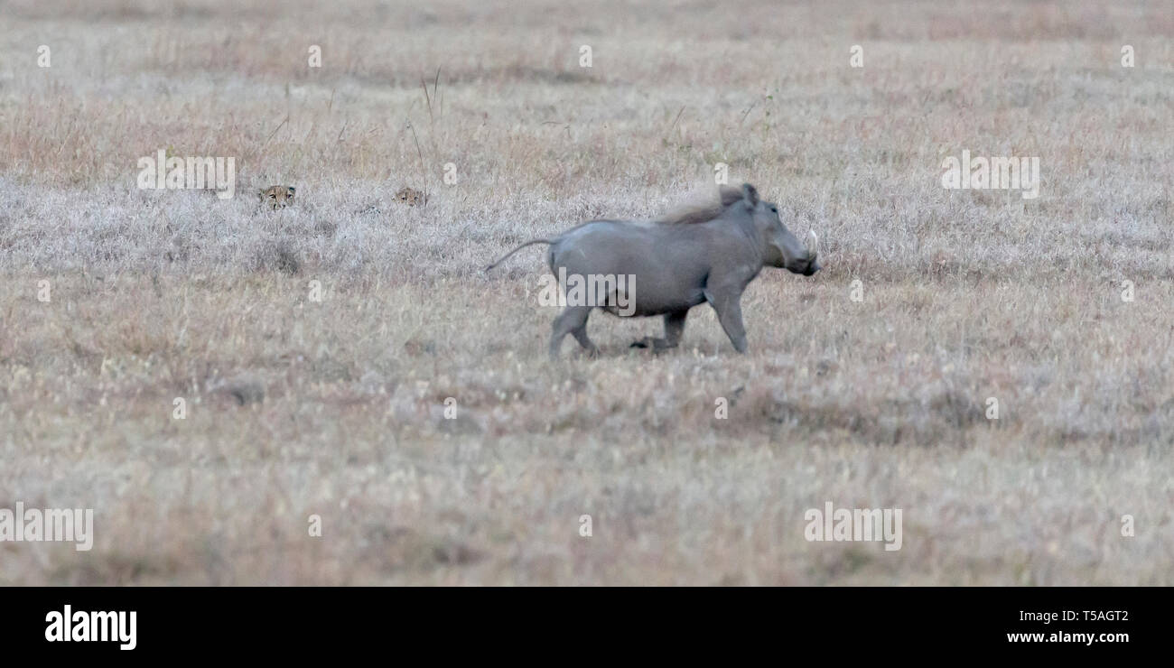 Adult male warthog hi-res stock photography and images - Alamy