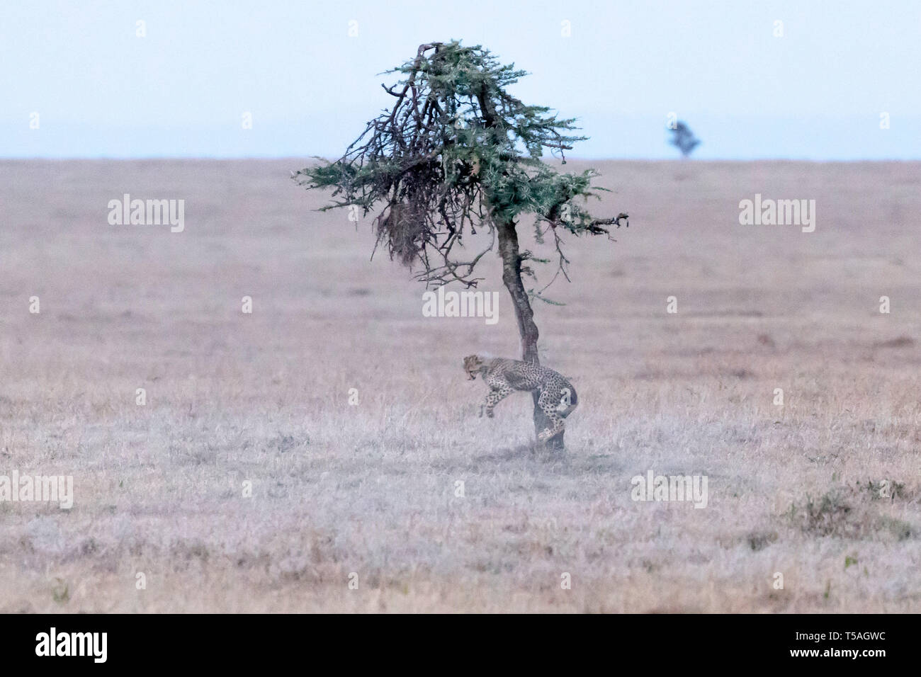 A cheetah cub playing and jumping off a tree in open grassland, low ...