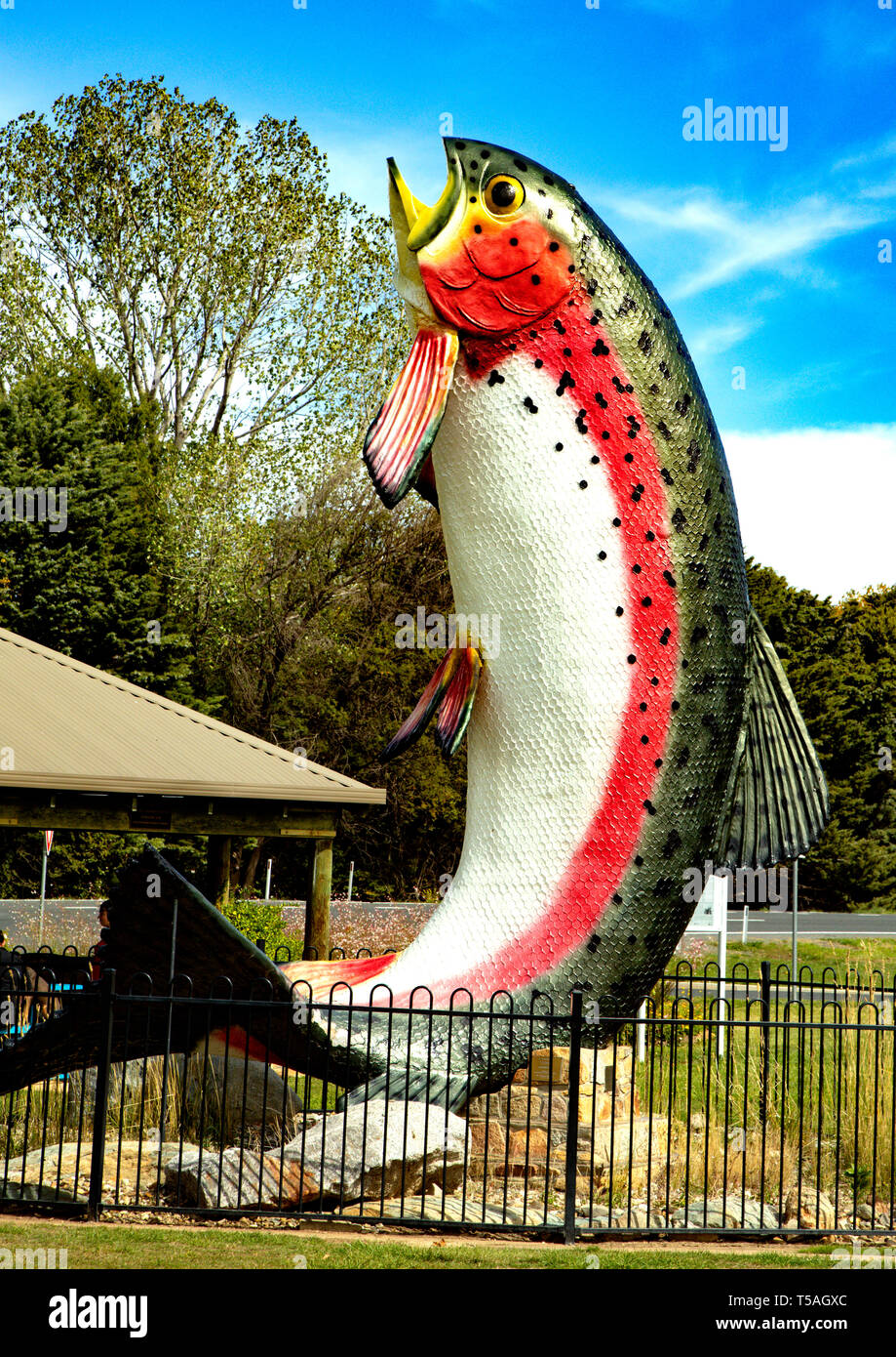 Big trout hi-res stock photography and images - Alamy
