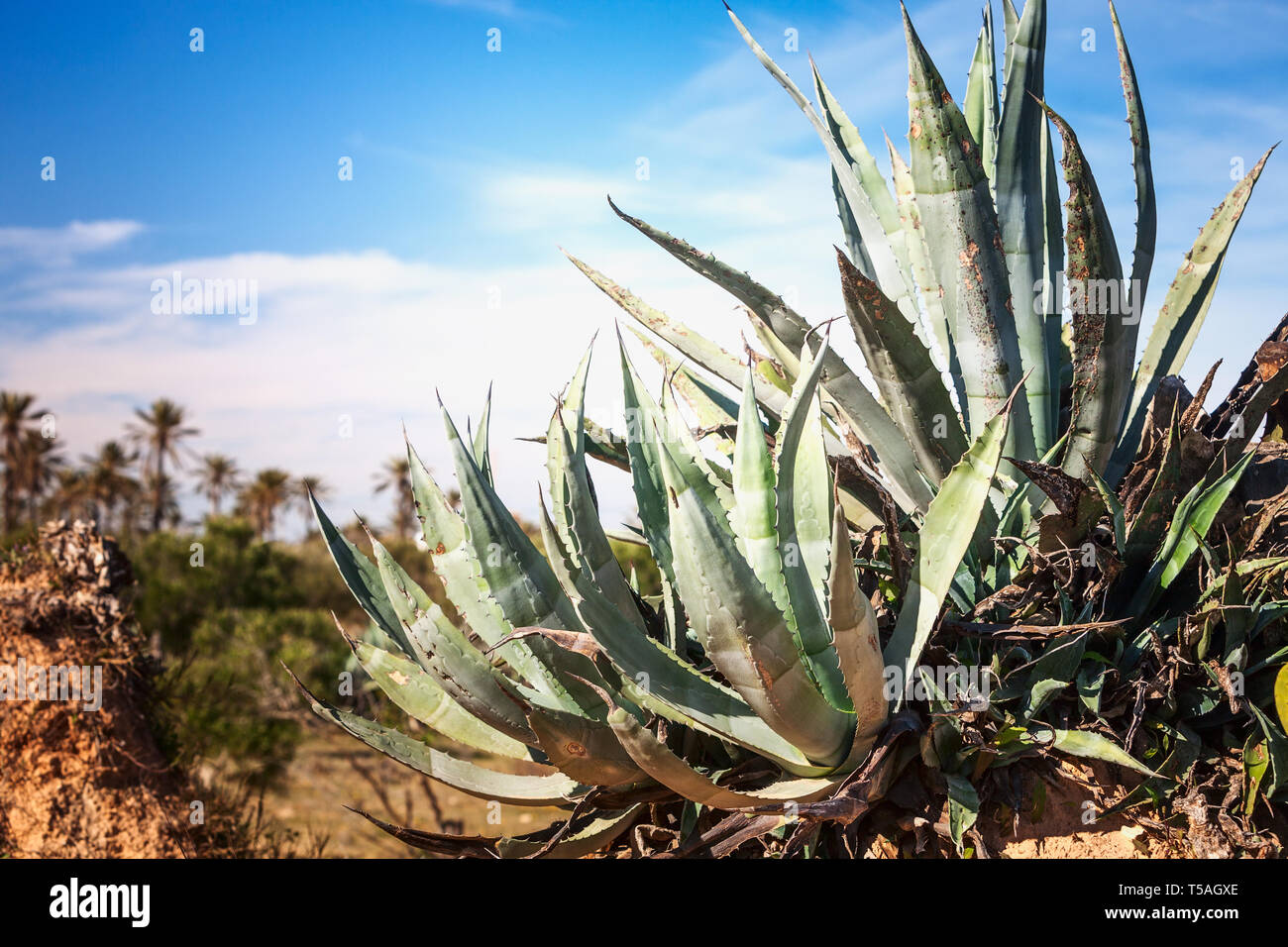 Aloe agave cactus on plantation. Agriculture and beautiful landscape ...