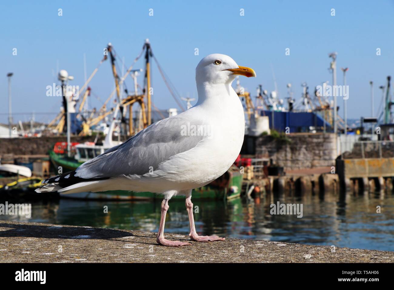 Sea bird brixham harbour hi-res stock photography and images - Alamy