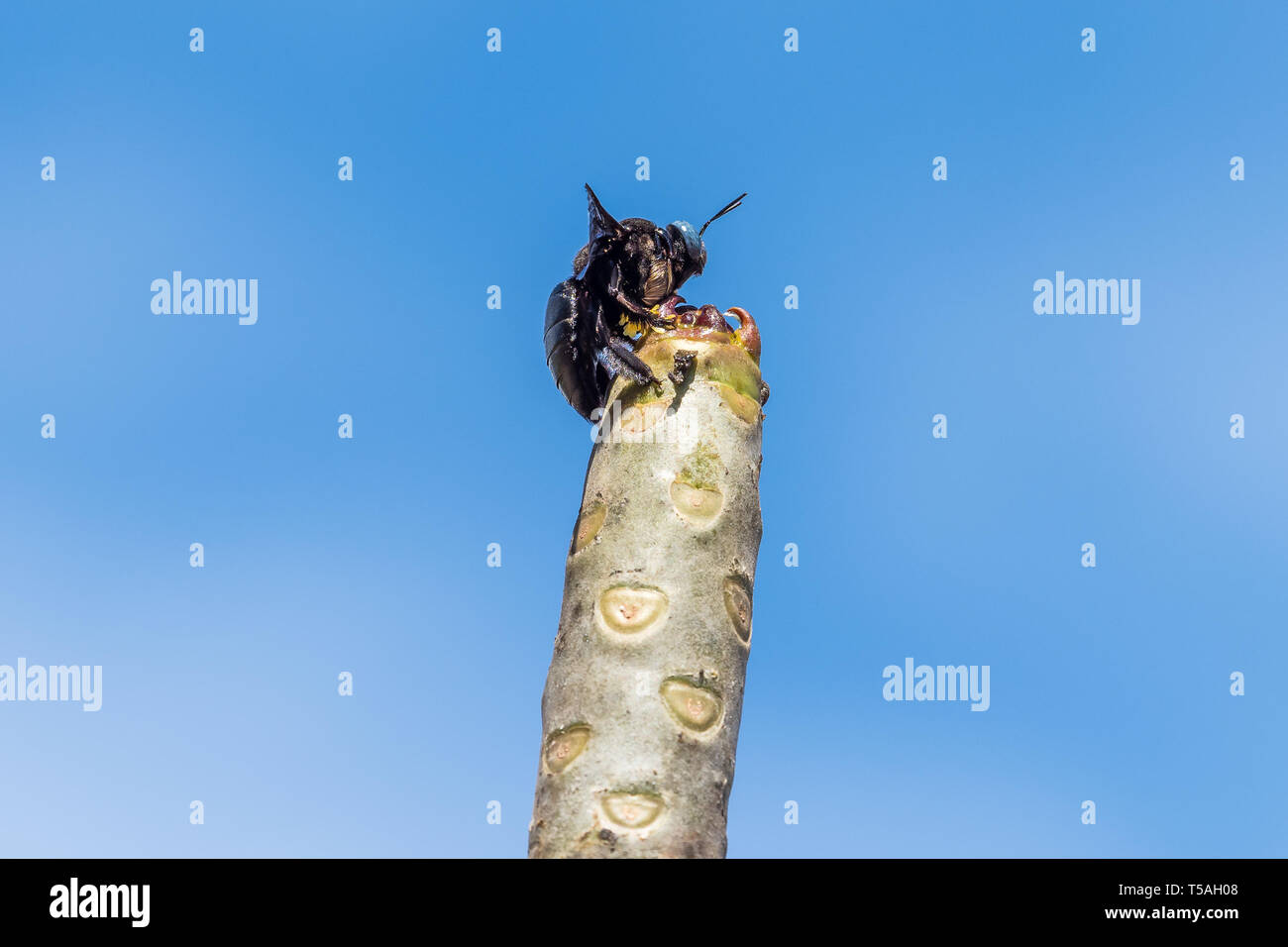 Insect at Vat Phou - Wat Phu temple in southern Laos Stock Photo - Alamy
