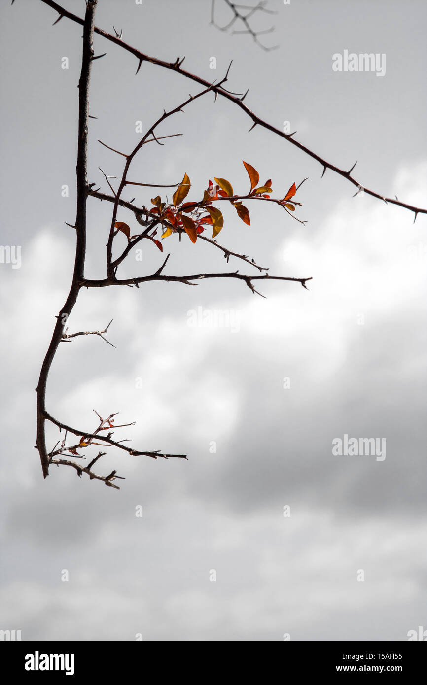 Thorny Branch with Leaves Silhouette Stock Photo - Alamy Thorny Branch with Leaves Silhouette Stock Photo - Alamy