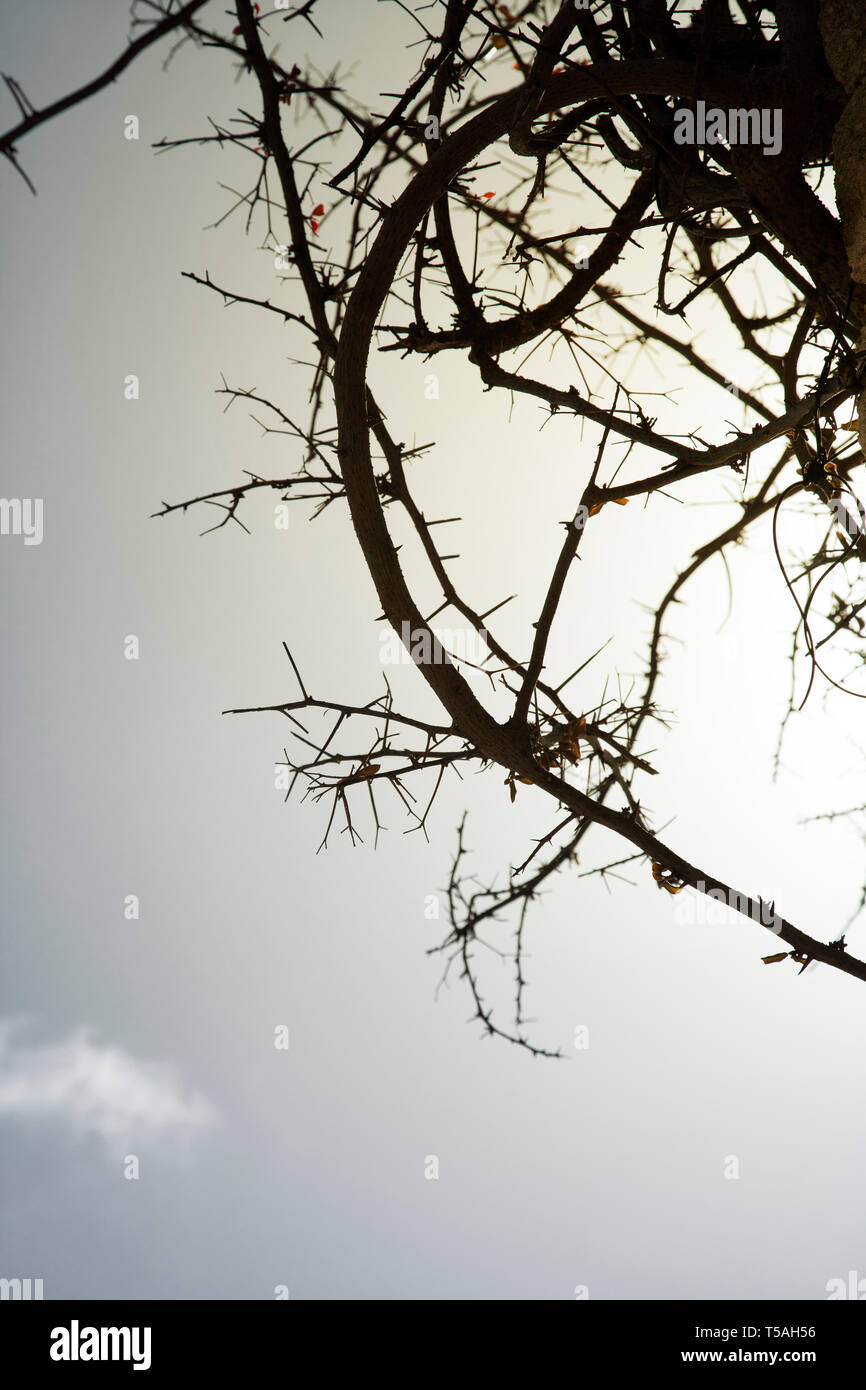 Thorny Branch Silhouette Stock Photo - Alamy Thorny Branch Silhouette Stock Photo - Alamy