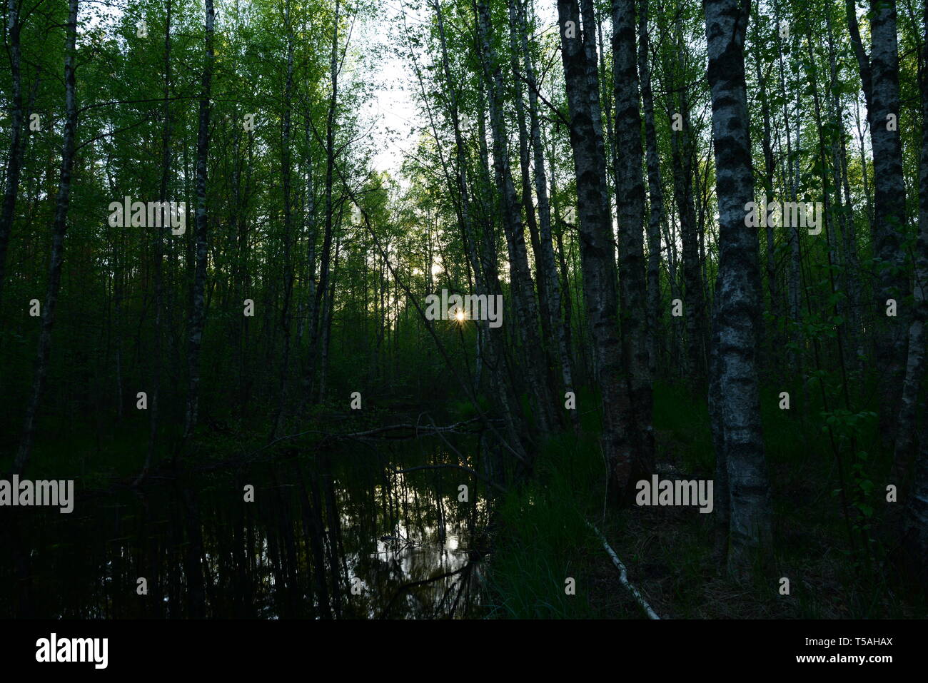 Flashlight forest hi-res stock photography and images - Alamy