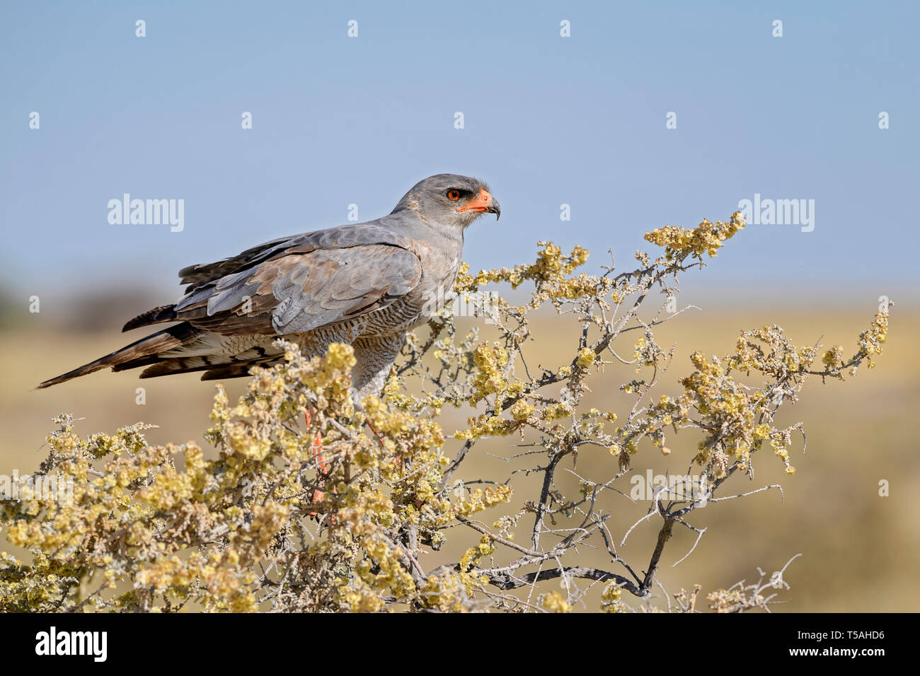 Pale Chanting-goshawk - Melierax canorus, beautiful gray bird of prey ...