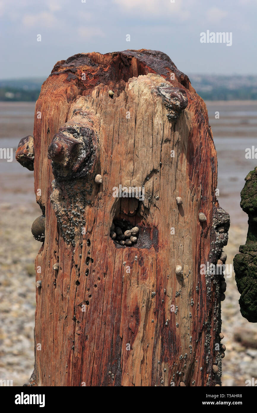 Rotten log hi-res stock photography and images - Alamy