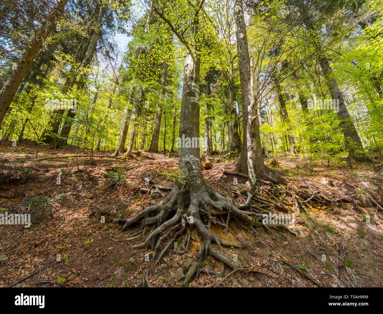 Exposed exposing expose hi-res stock photography and images - Alamy