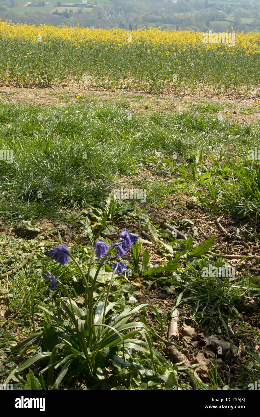 Spring common bluebell with rapeseed oil field behind in the spring ...