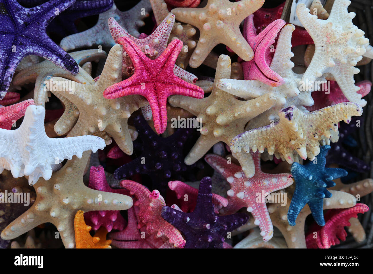 Many Starfish High Resolution Stock Photography and Images - Alamy