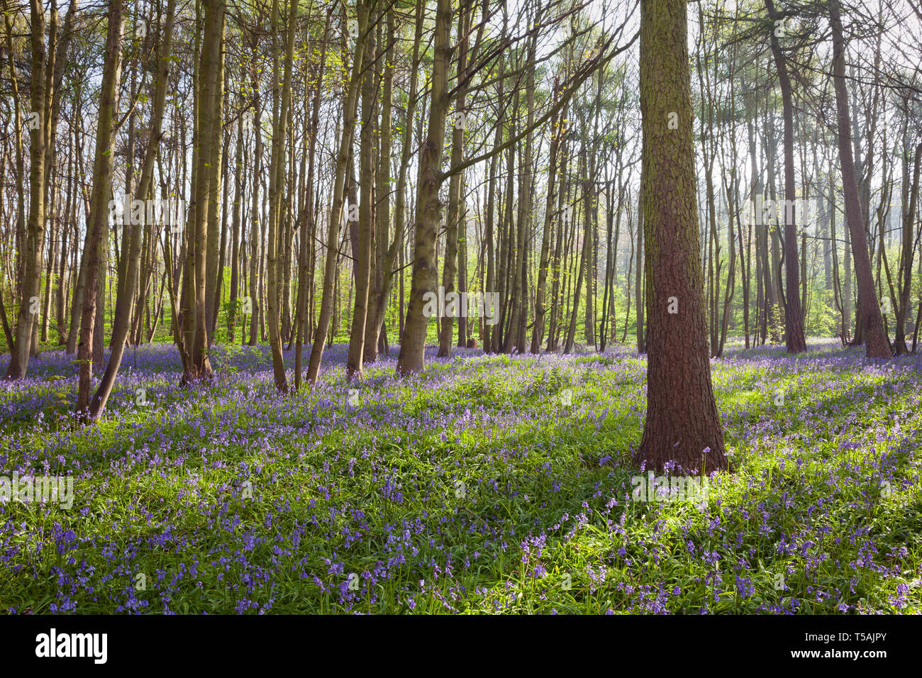 Spring 2019 uk hi-res stock photography and images - Alamy