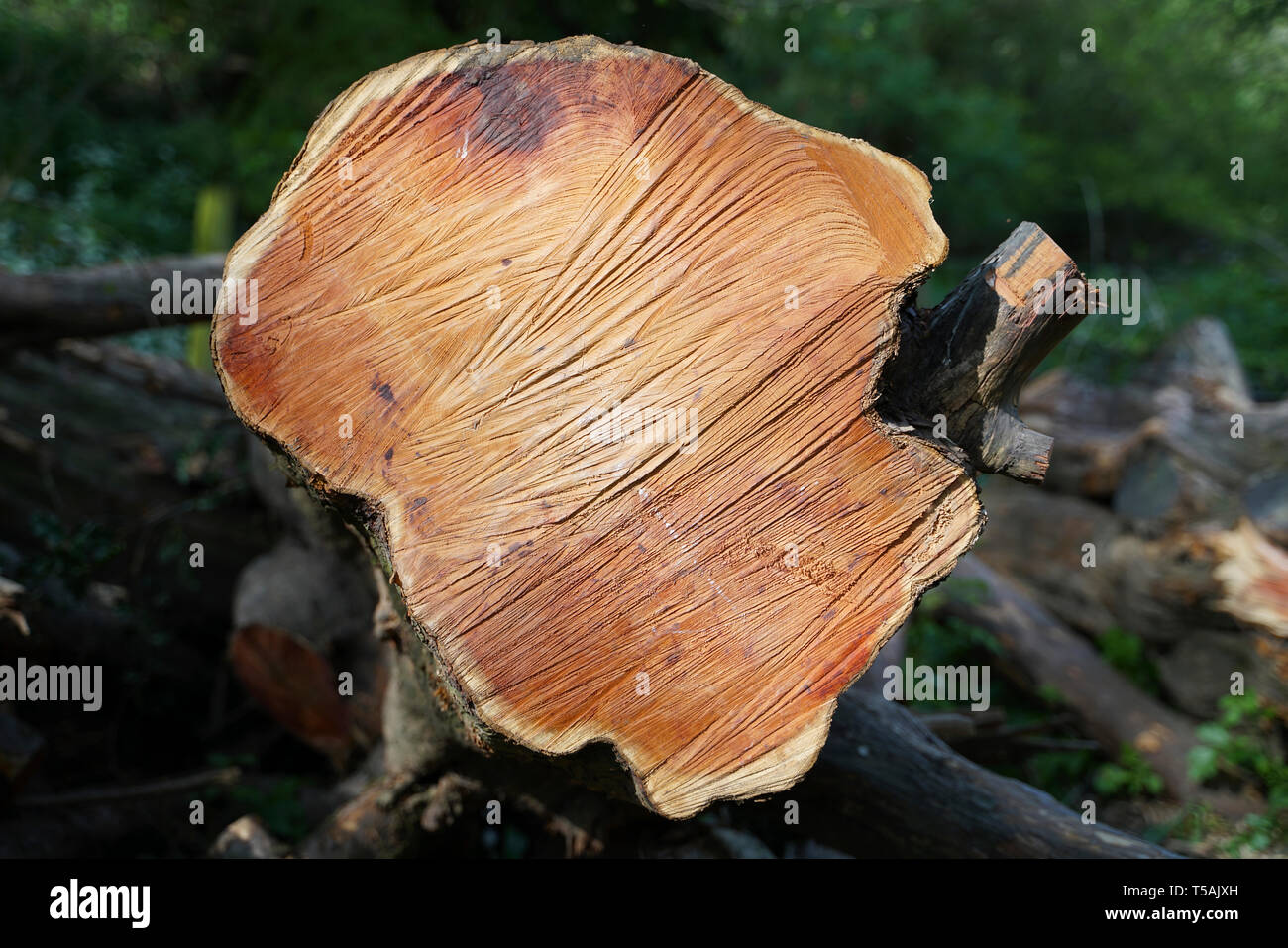 Cut tree trunk Stock Photo - Alamy