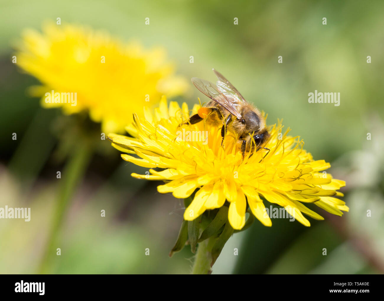 Busy honey bee hi-res stock photography and images - Alamy