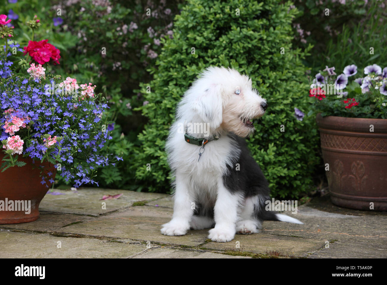 Walking old english sheepdog hi-res stock photography and images - Alamy