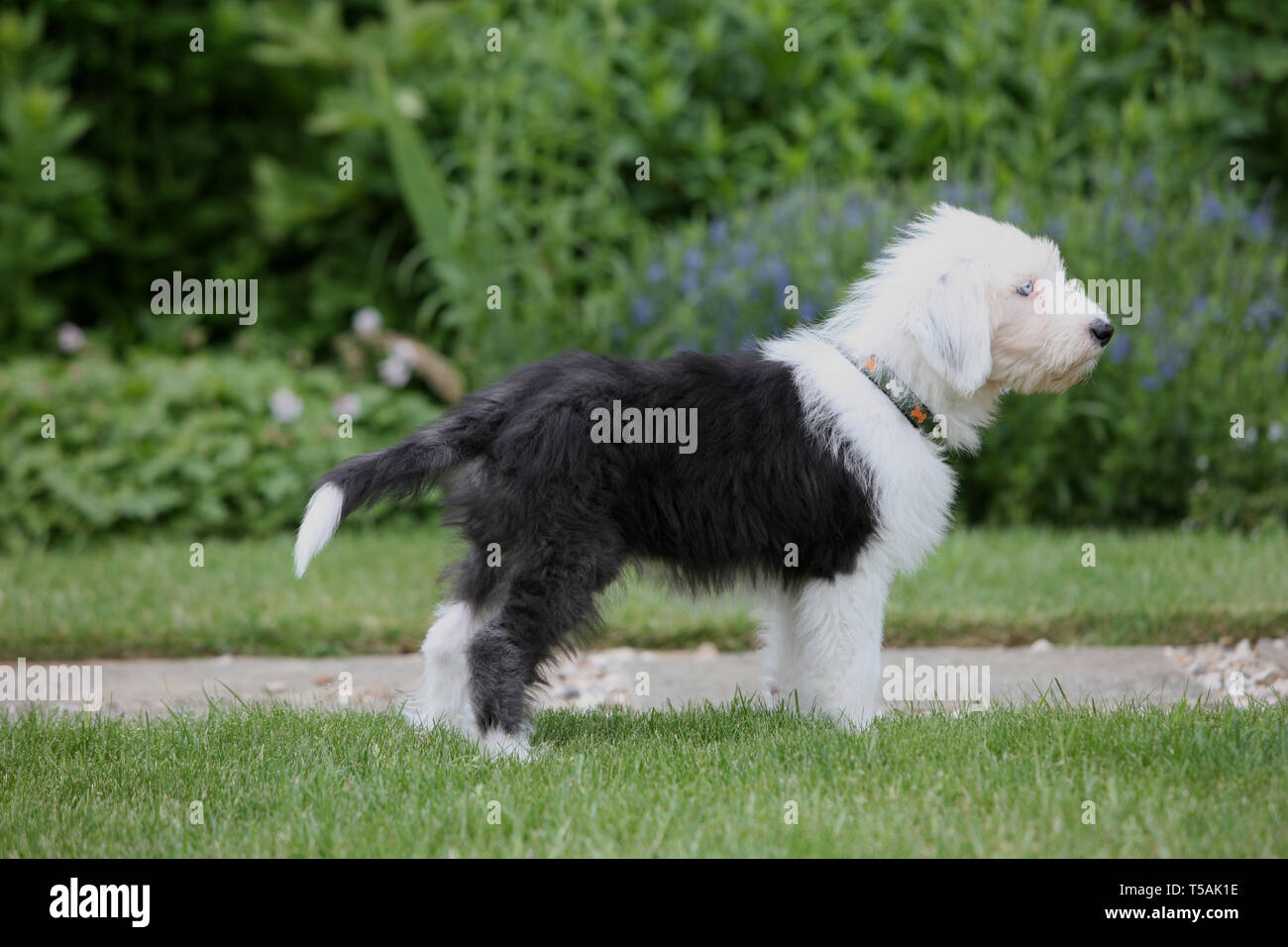 Walking old english sheepdog hi-res stock photography and images - Alamy