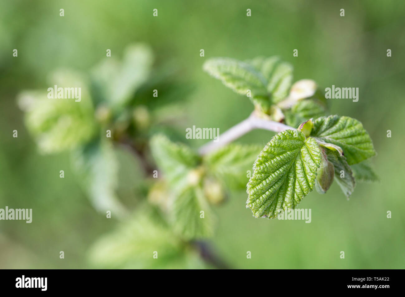 hazel branch detail Stock Photo - Alamy