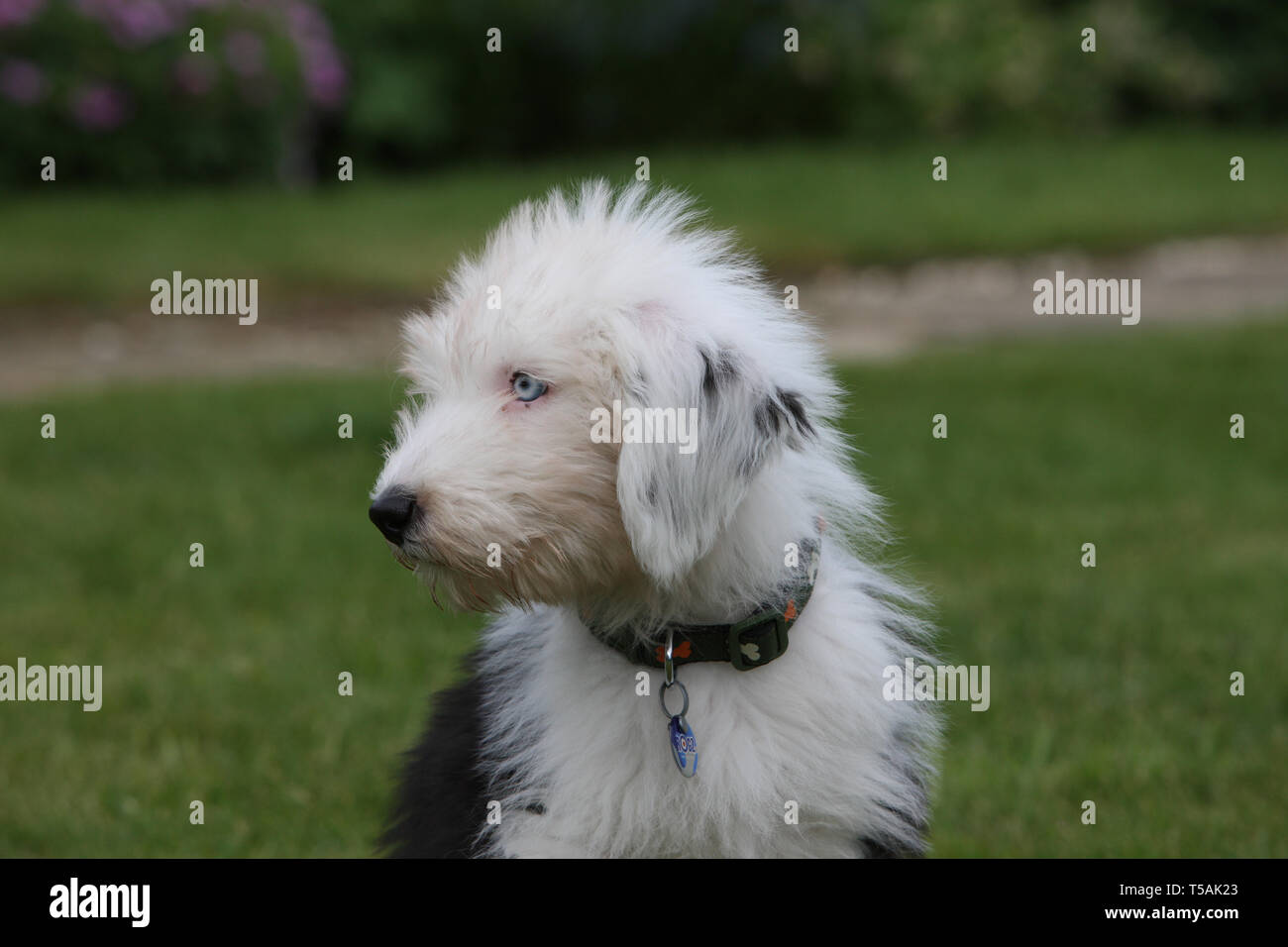 Walking old english sheepdog hi-res stock photography and images - Alamy