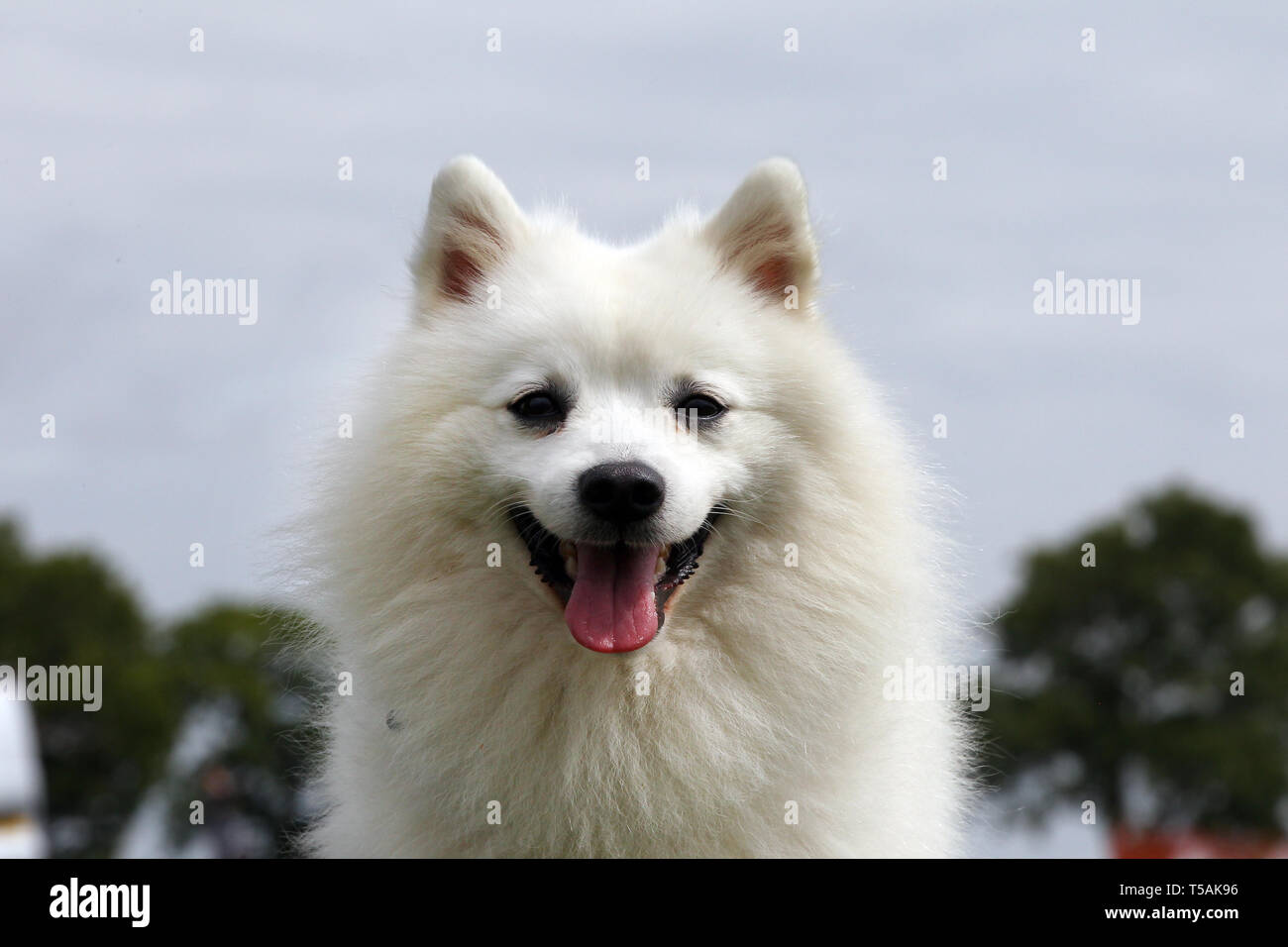Japanese Spitz Head High Resolution Stock Photography and Images - Alamy