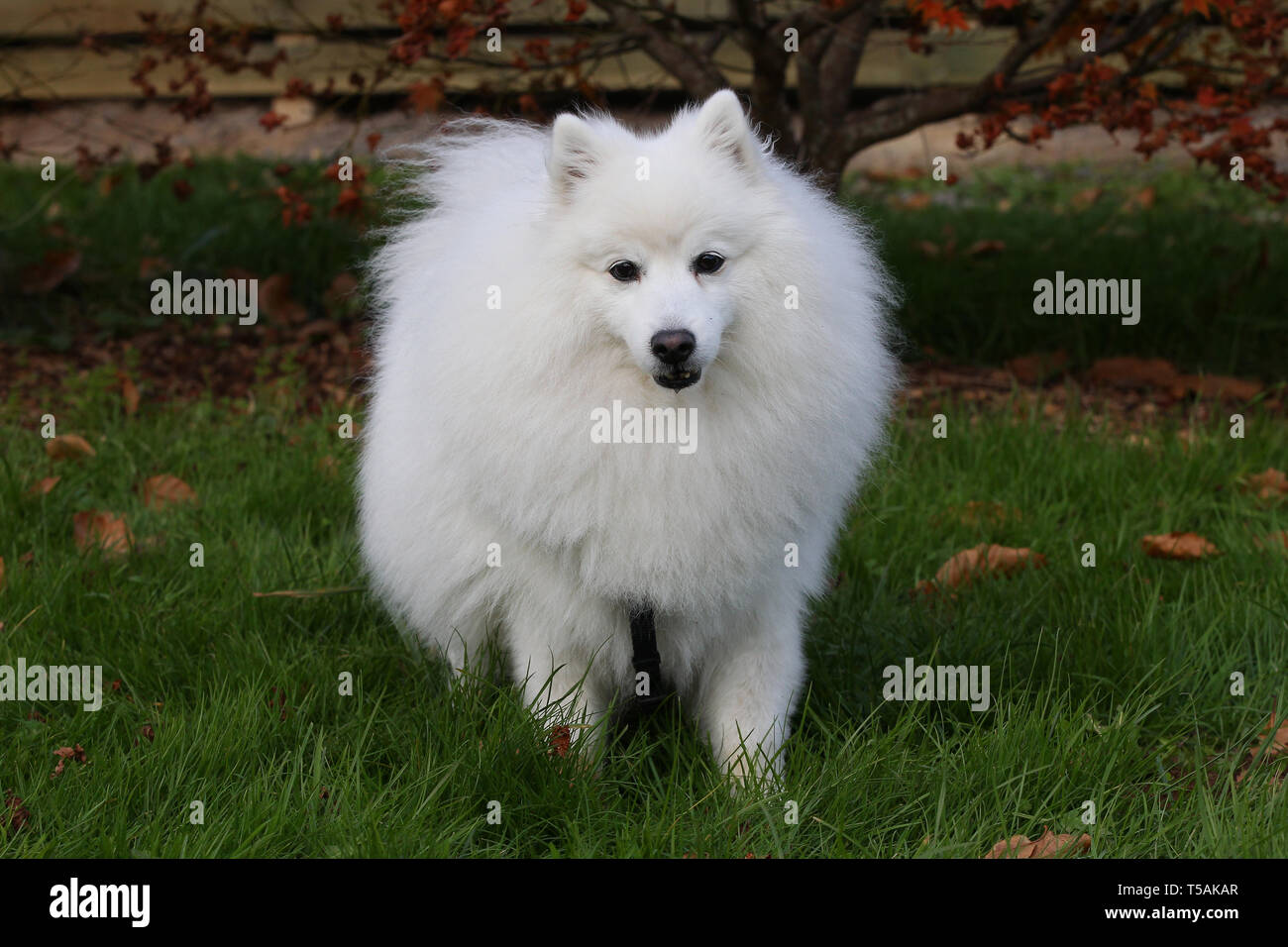 Nihon Supittsu Head High Resolution Stock Photography and Images - Alamy