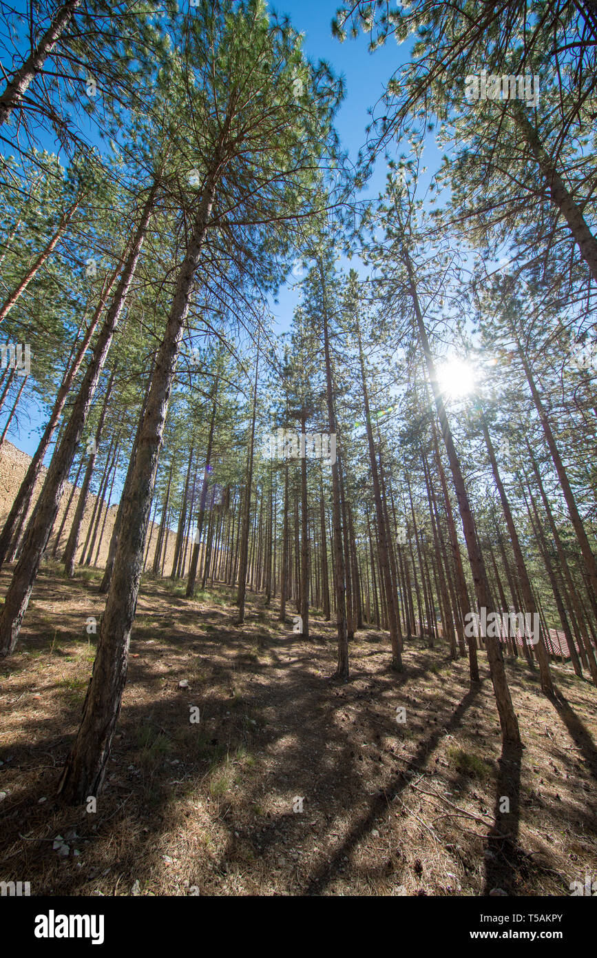 Pine forests around town hi-res stock photography and images - Alamy