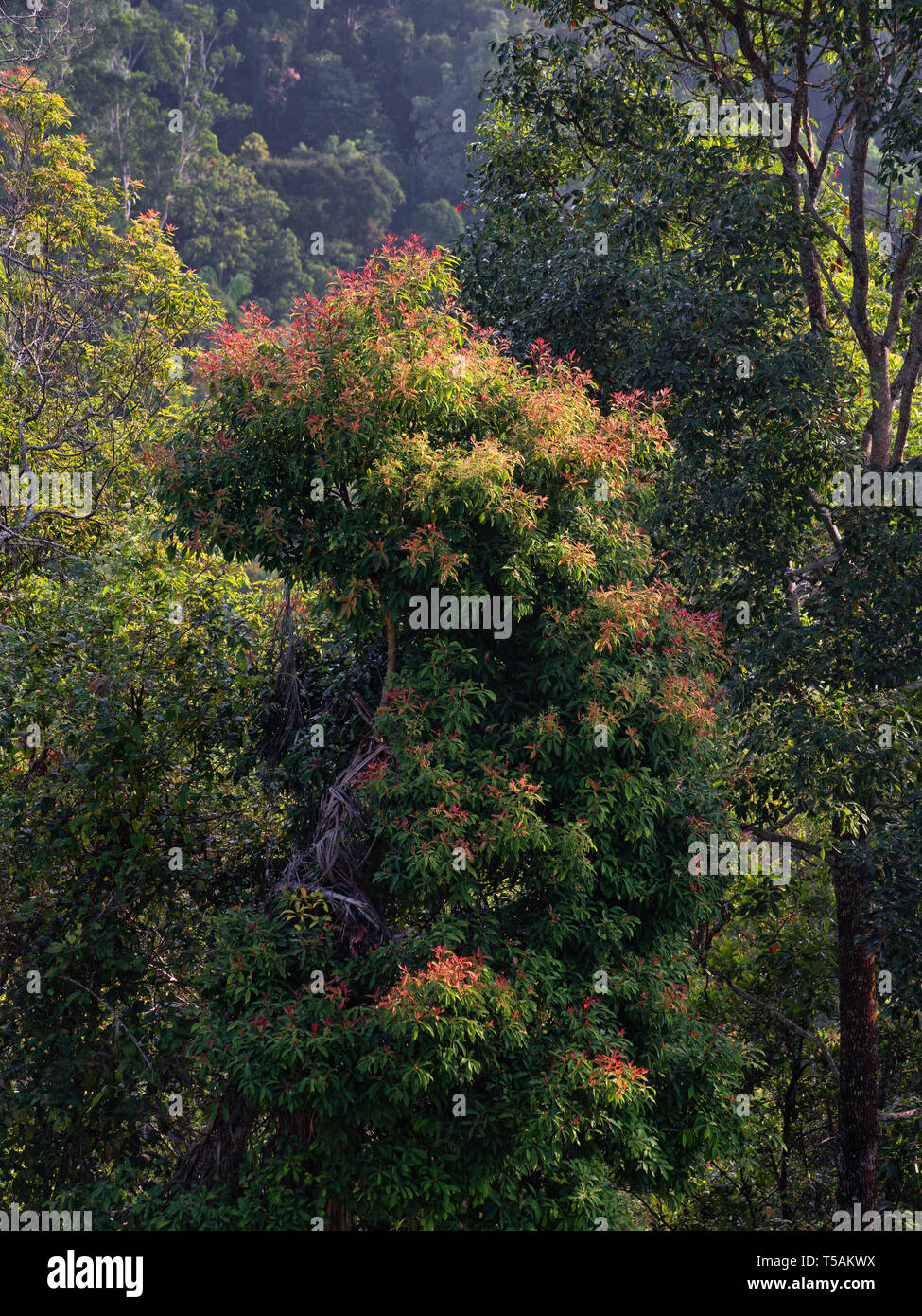 Penang Hill flora Stock Photo - Alamy