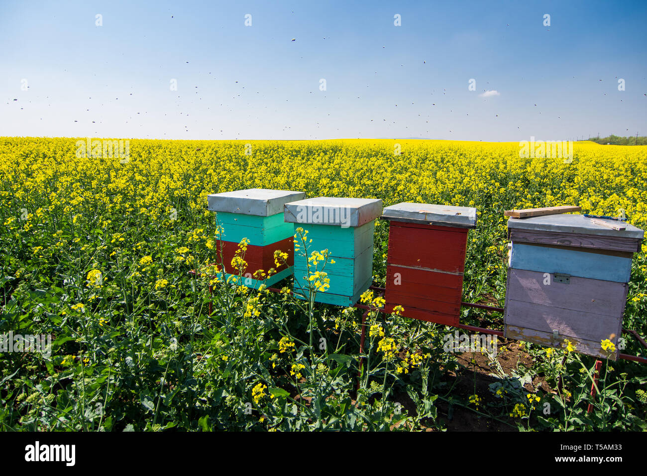 Apiary in field rapeseed hi-res stock photography and images - Alamy