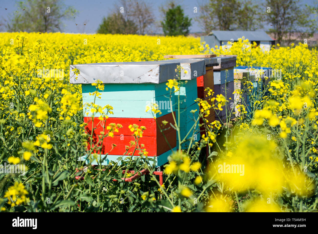 Beehive apiary hi-res stock photography and images - Alamy