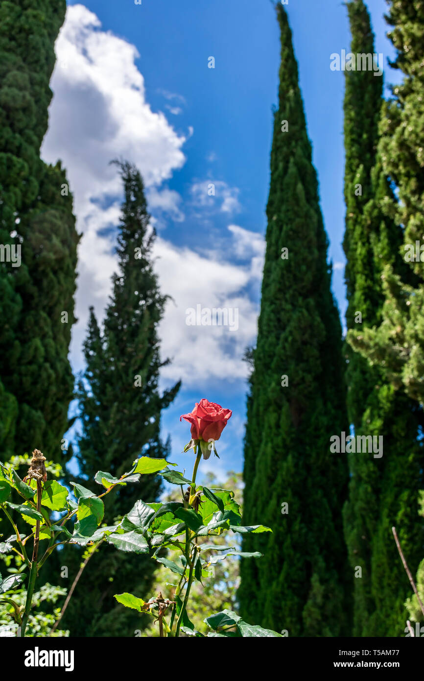 Granada gardens spring hi-res stock photography and images - Alamy
