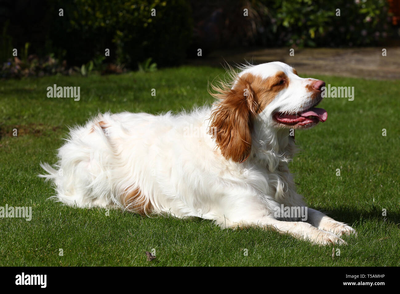 Paws paving hi-res stock photography and images - Alamy