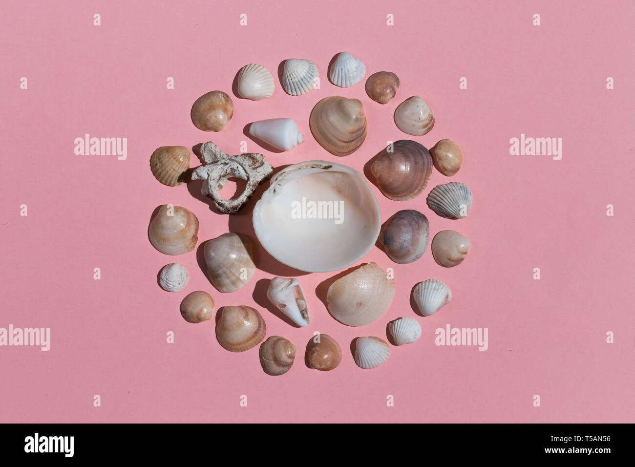 curcul made from seashells on the pink background .beauty of the sea ...