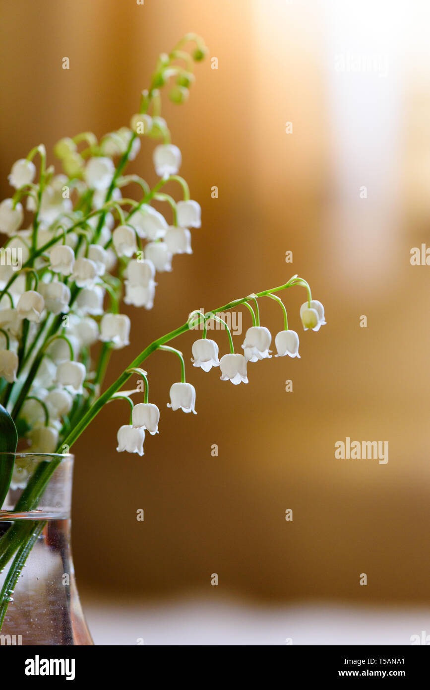 White Trush Flower (Convallaria majalis) o Lily Flower Stock Photo - Alamy