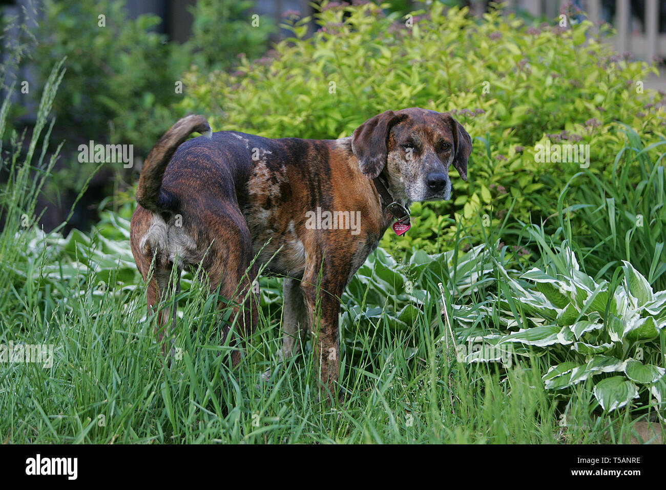 Catahoula leopard dog head hi-res stock photography and images - Alamy