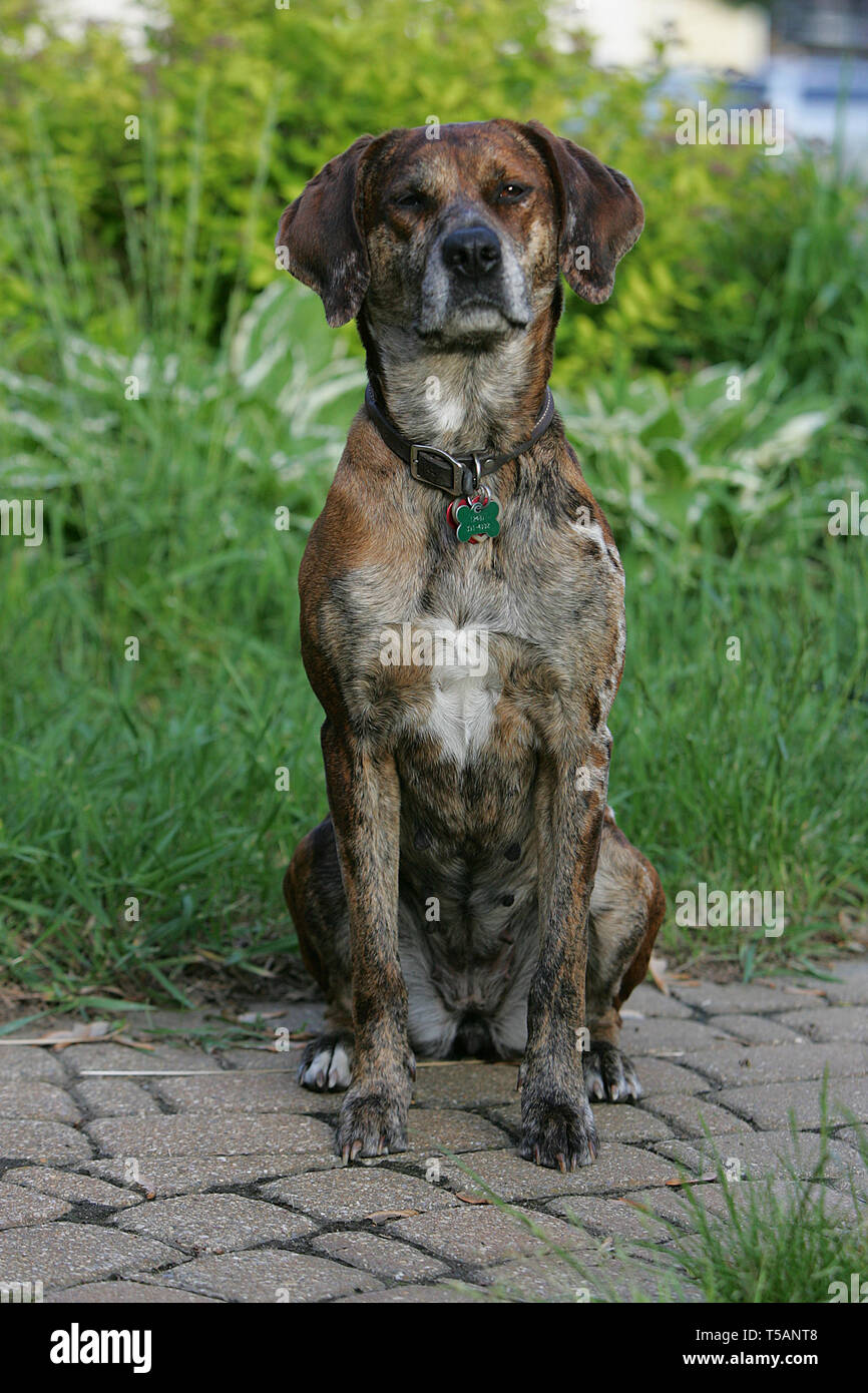 Catahoula Leopard Dog High Resolution Stock Photography and Images - Alamy