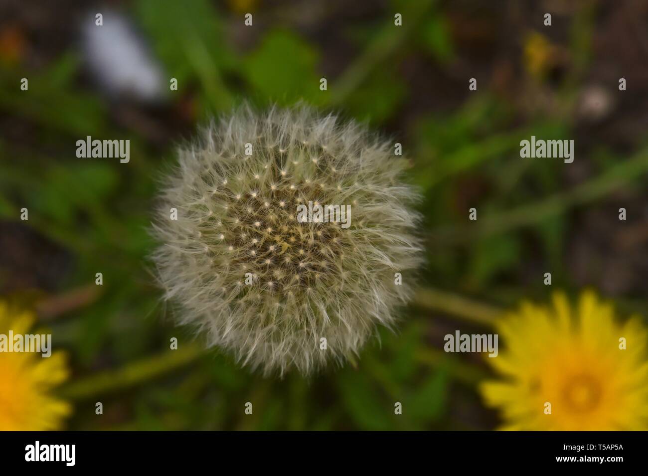 Plants and flowers Stock Photo - Alamy