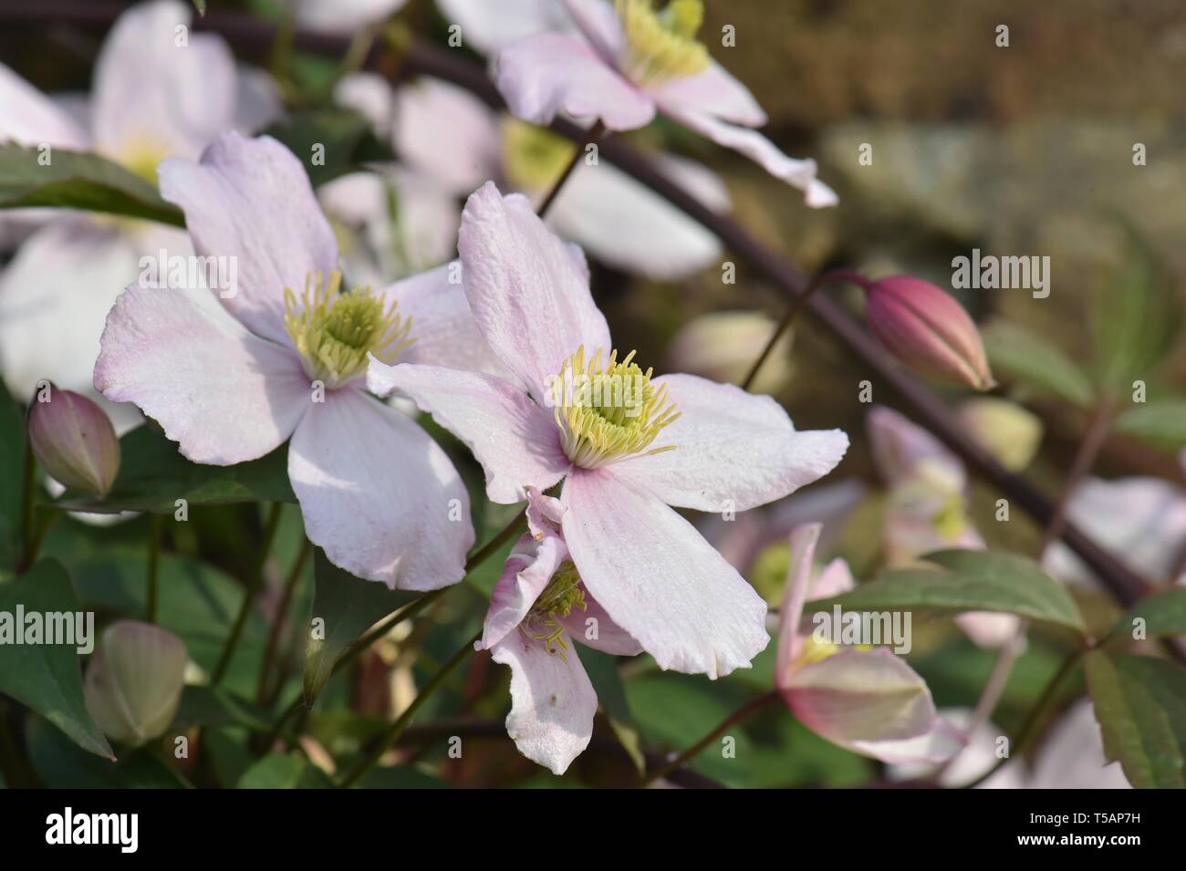 Plants and flowers Stock Photo - Alamy