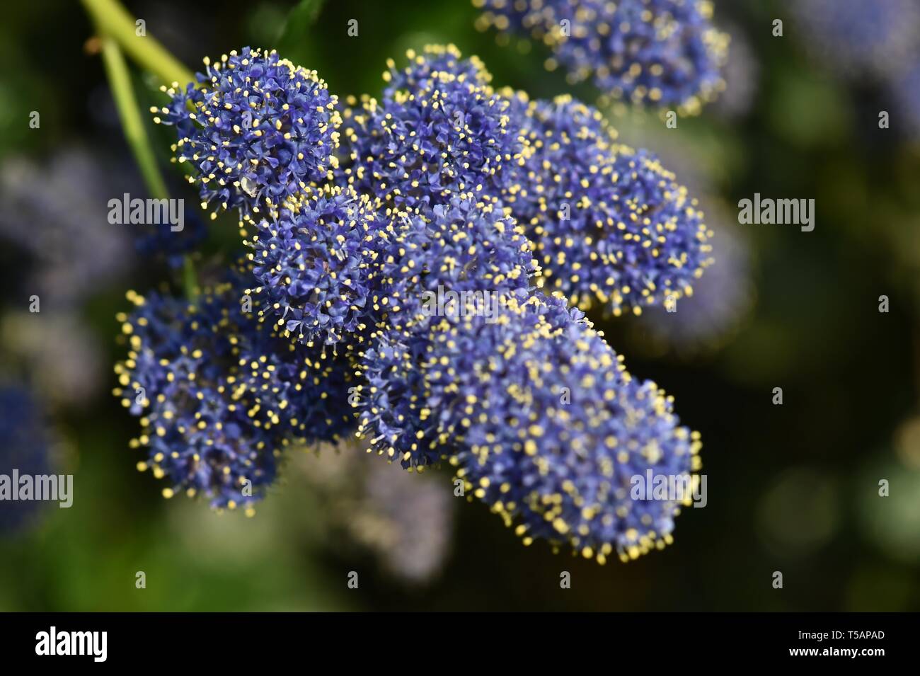 Plants and flowers Stock Photo - Alamy