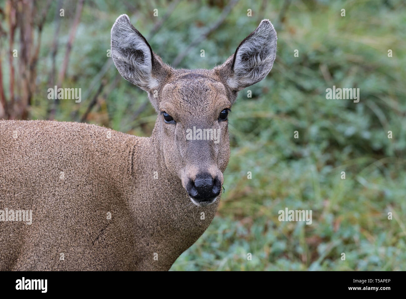 female Huemul Deer (Hippocamelus bisulcus), Torres del Paine NP, Chile ...