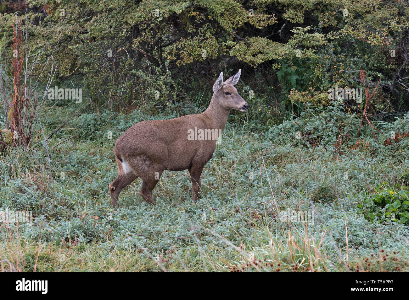 female Huemul Deer (Hippocamelus bisulcus), Torres del Paine NP, Chile ...