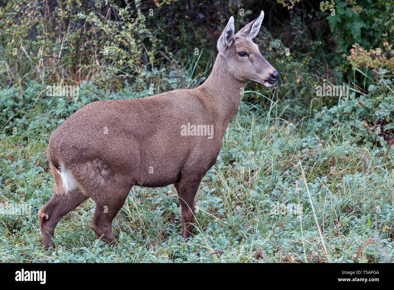 Huemul