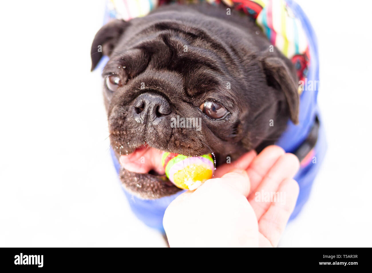 black pug jacket winter Stock Photo - Alamy