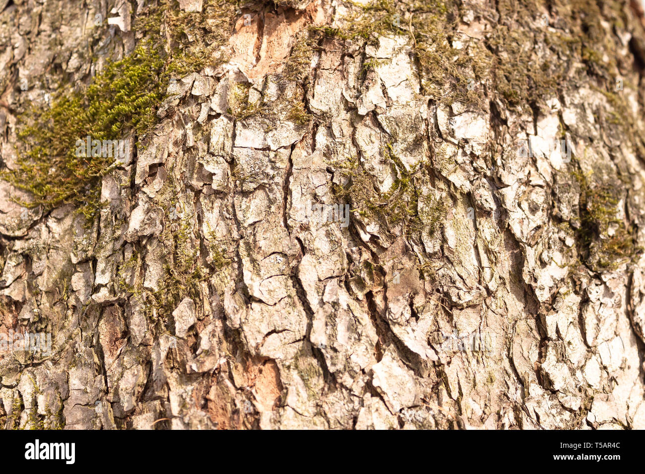 Seamless tree bark background. Brown tileable texture of the old tree ...