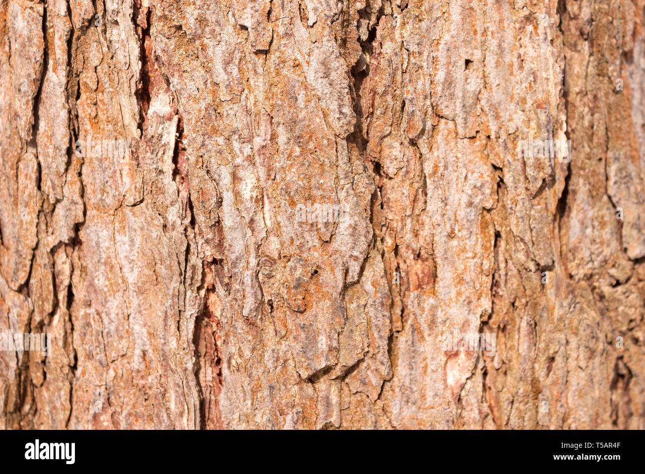 Seamless tree bark background. Brown tileable texture of the old tree ...