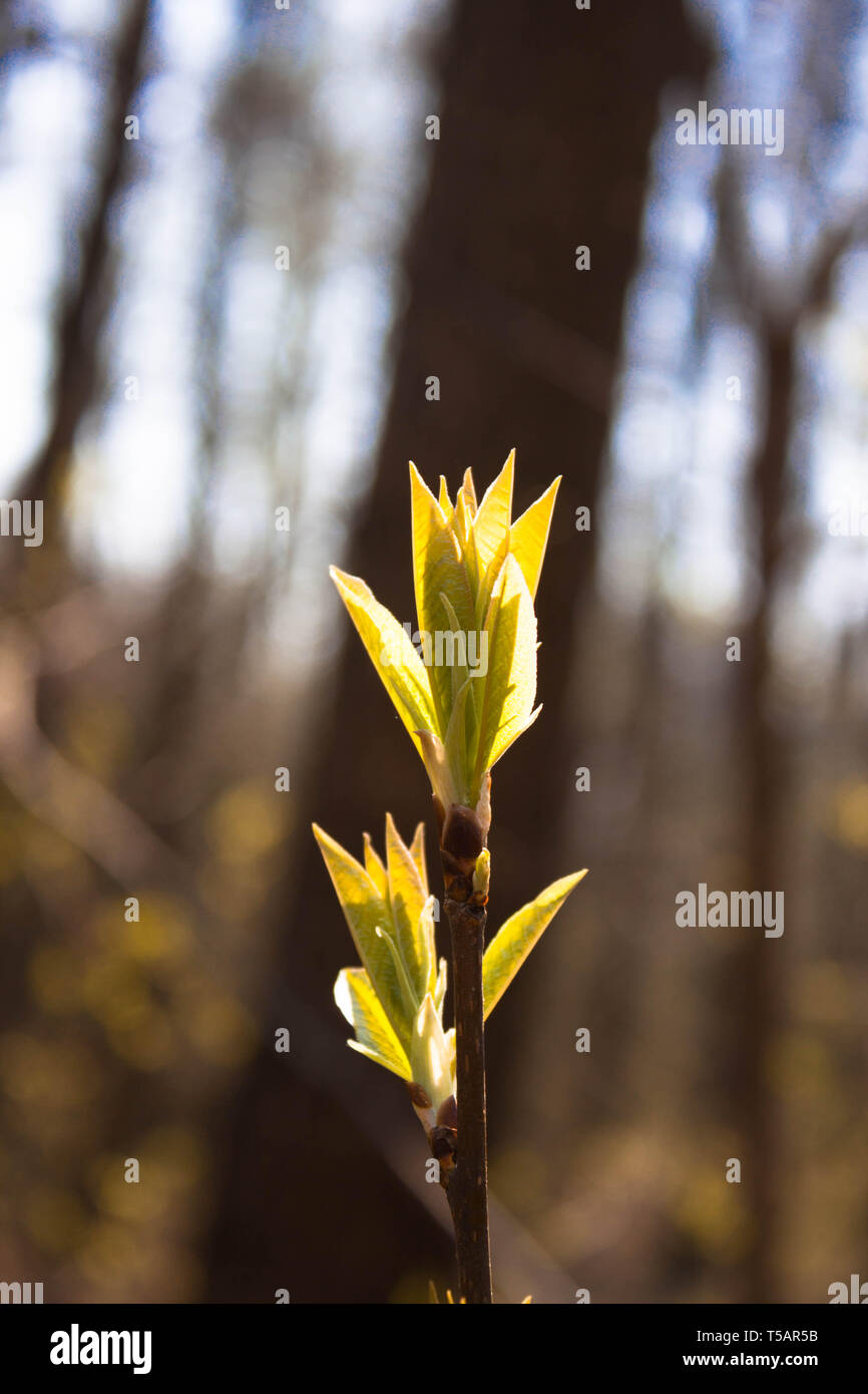 Macro close-up young beautiful green leaves blooming from buds on a ...