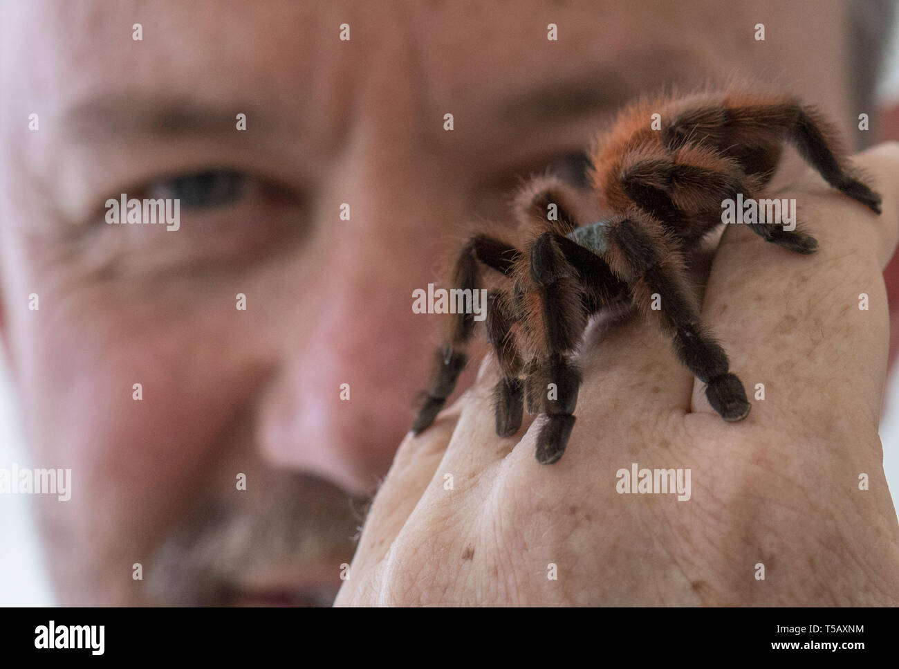 Eight legged animals hi-res stock photography and images - Alamy