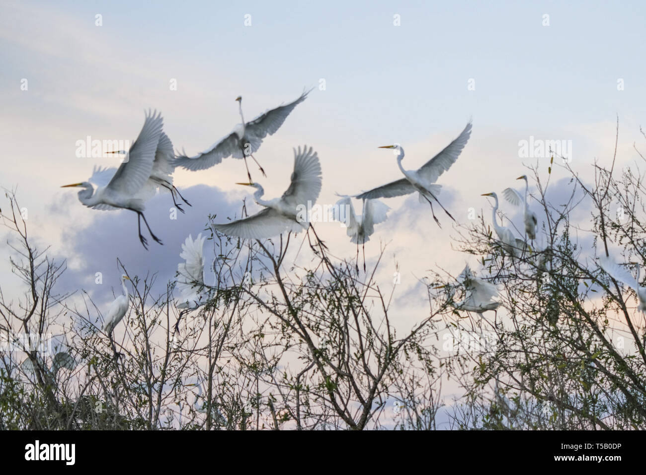Clavero, Amazon, Peru. 20th Mar, 2019. Great egrets, Ardea alba, taking ...