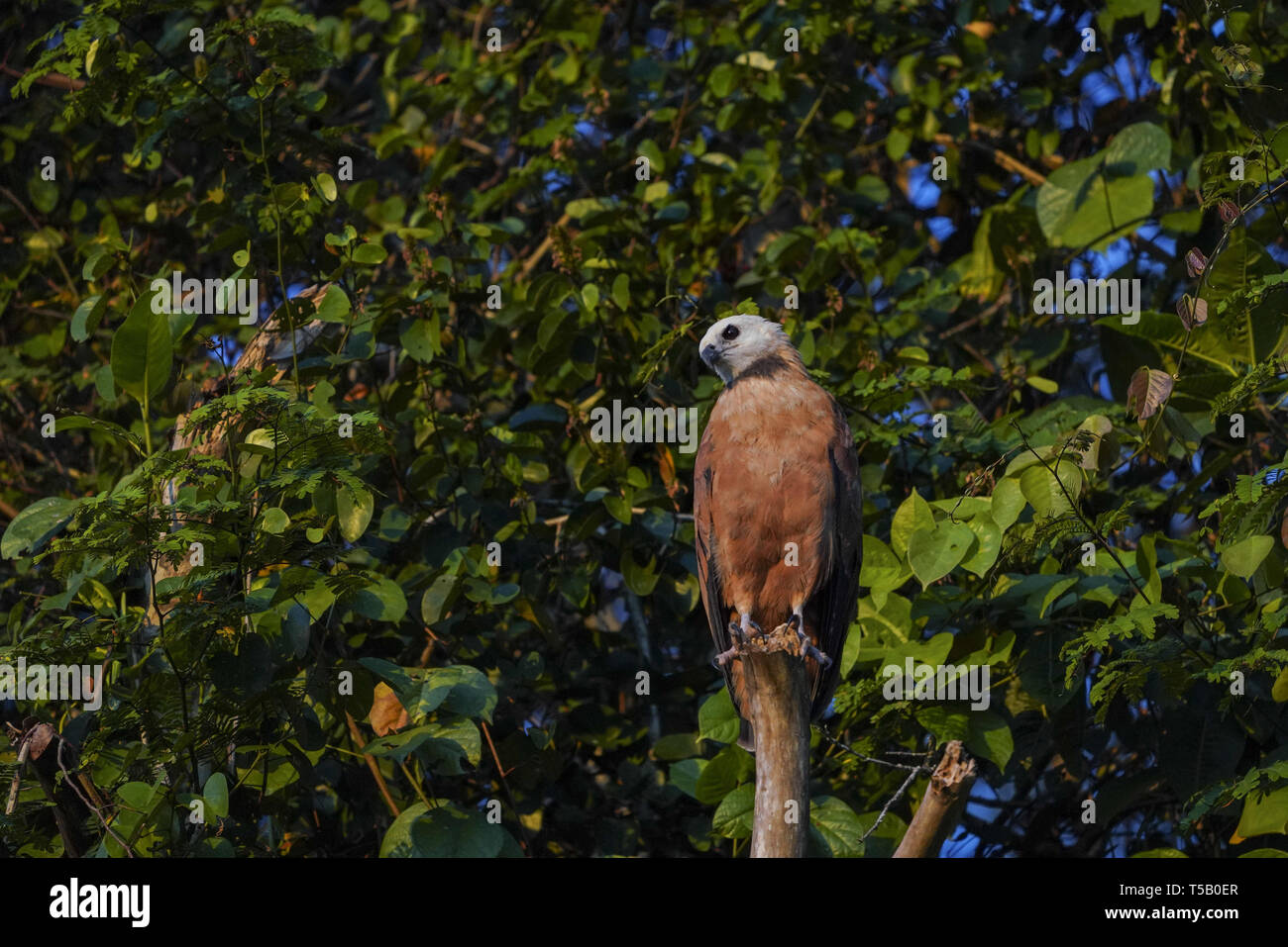 Clavero, Amazon, Peru. 20th Mar, 2019. Black-collared hawk, Busarellus ...