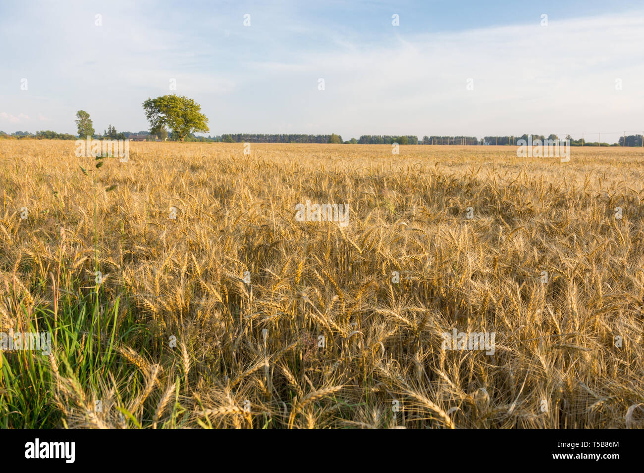 Wheat field in autumn Stock Photo - Alamy