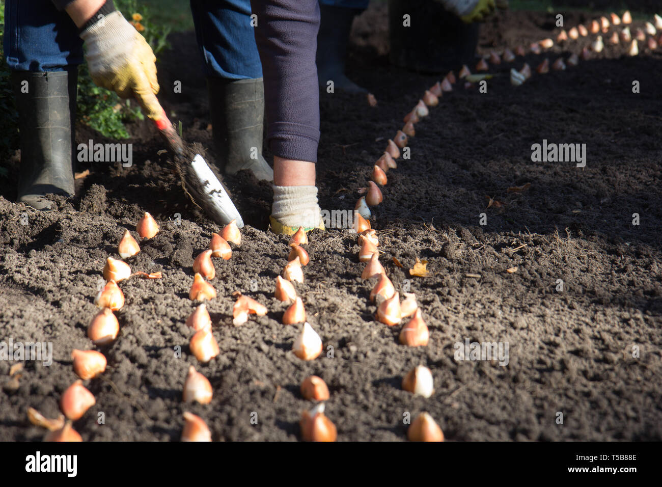 Flower bulb culture hi-res stock photography and images - Alamy
