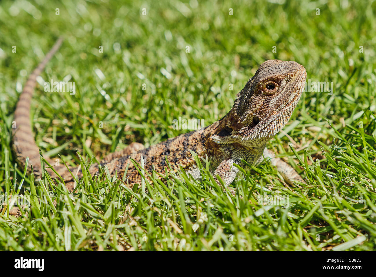 Dragon In Grass Stock Photos & Dragon In Grass Stock Images - Alamy